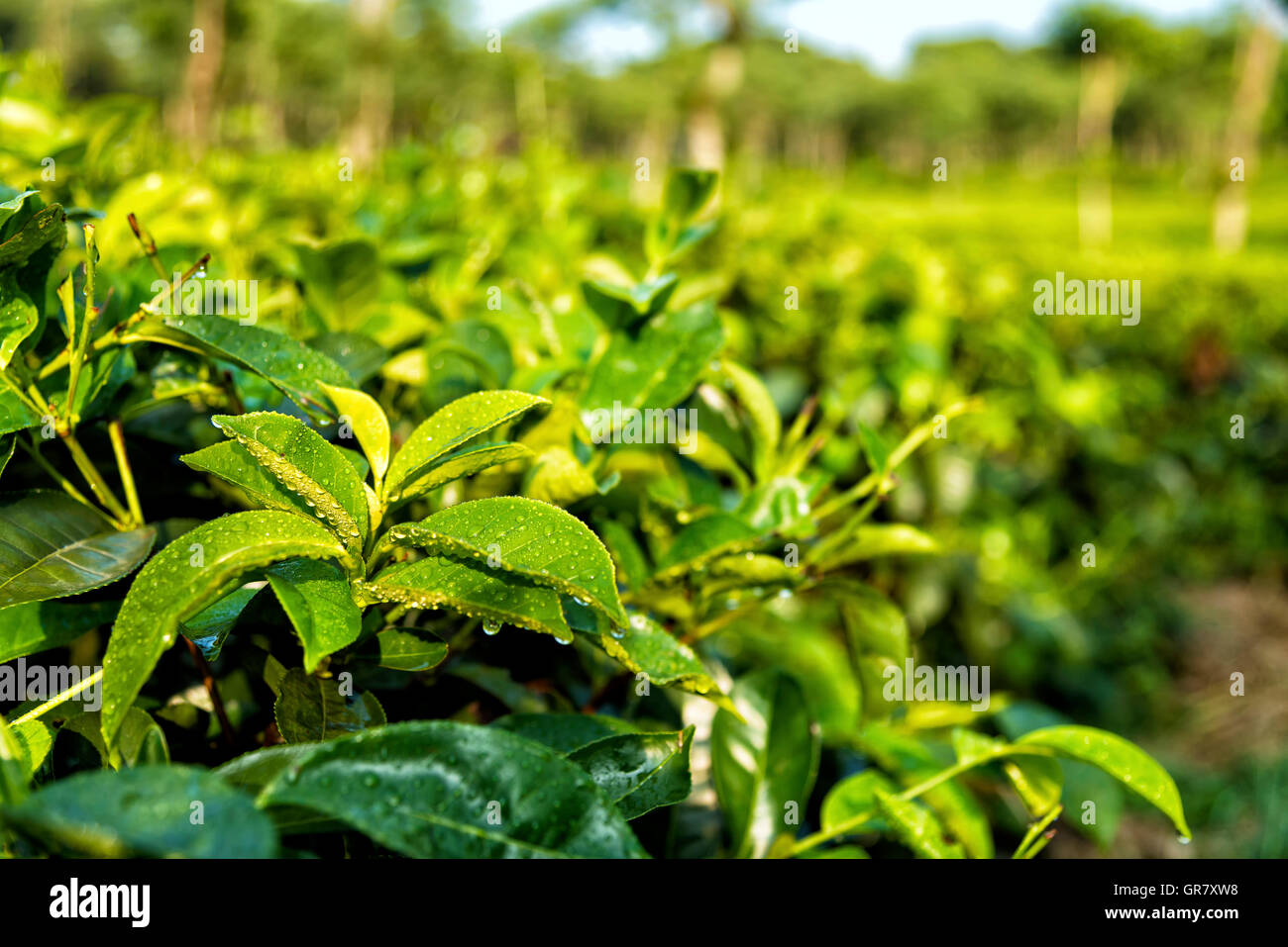 Morning at the tea plantations at Java, Indonesia Stock Photo - Alamy