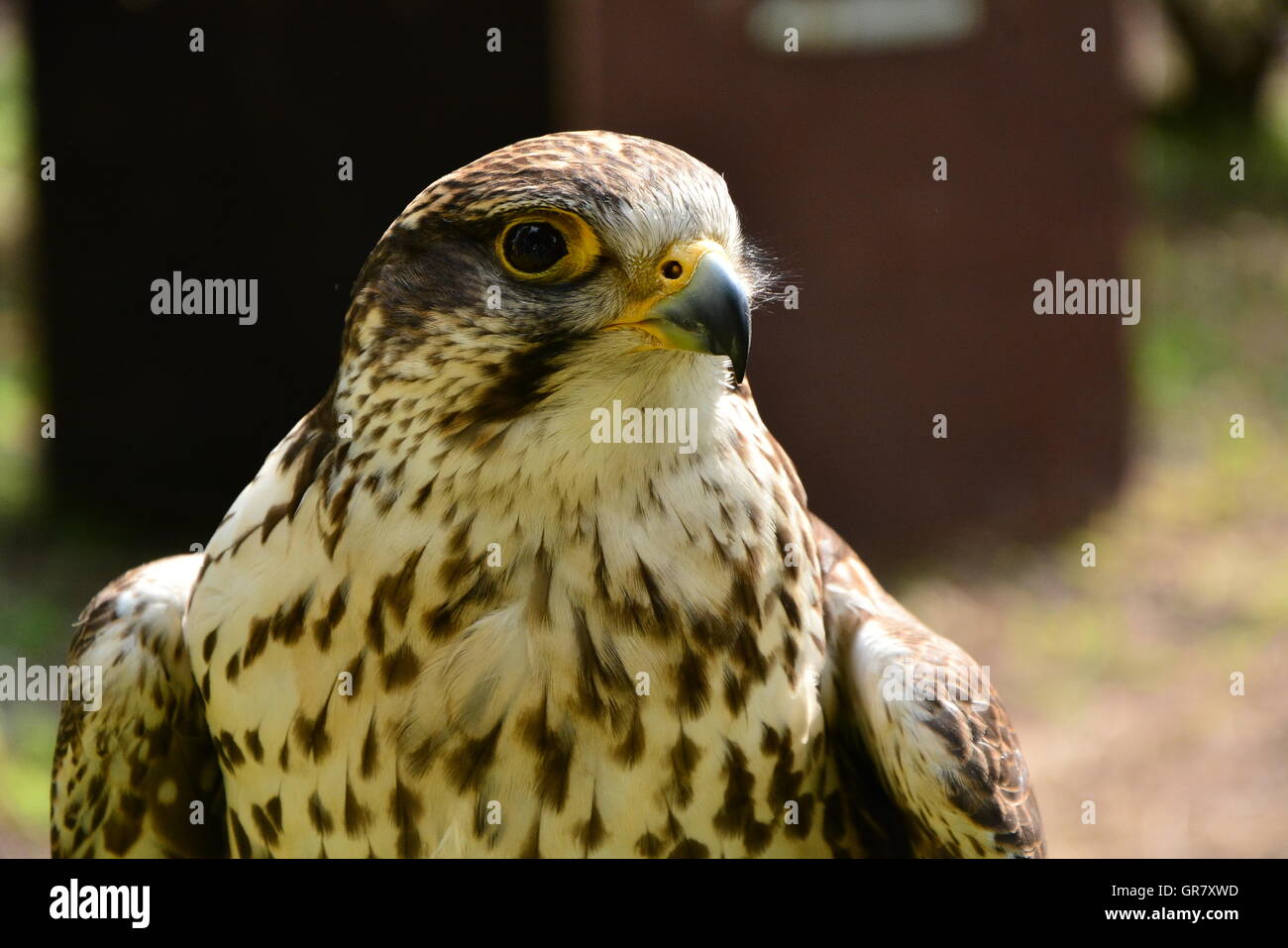 A Close-Up Of The Face Of A Peregrine Falcon Stock Photo - Alamy