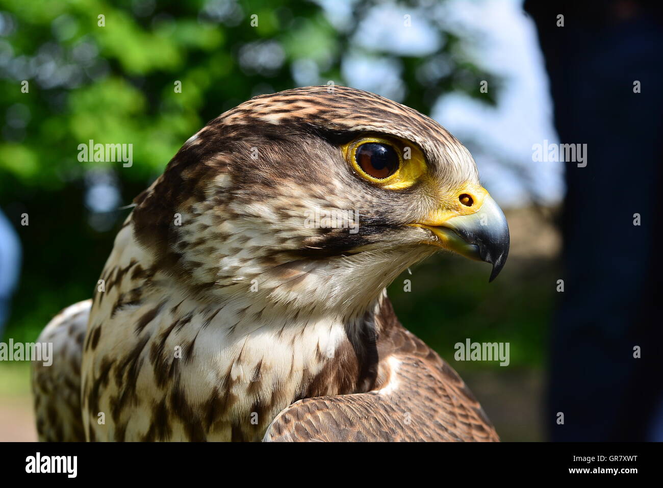A Close-Up Of The Face Of A Peregrine Falcon Staring At The Camera ...