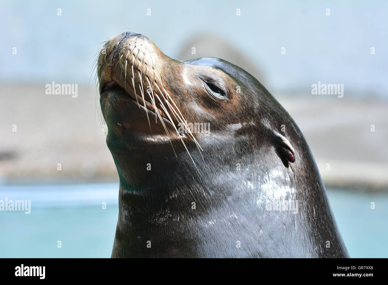 A Nice Close Up Of A Seal Stock Photo - Alamy
