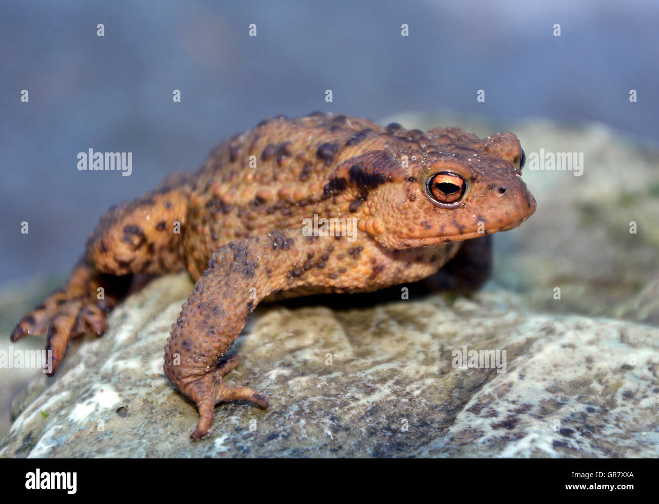 Frog Is Sitting On A Stone Stock Photo - Alamy