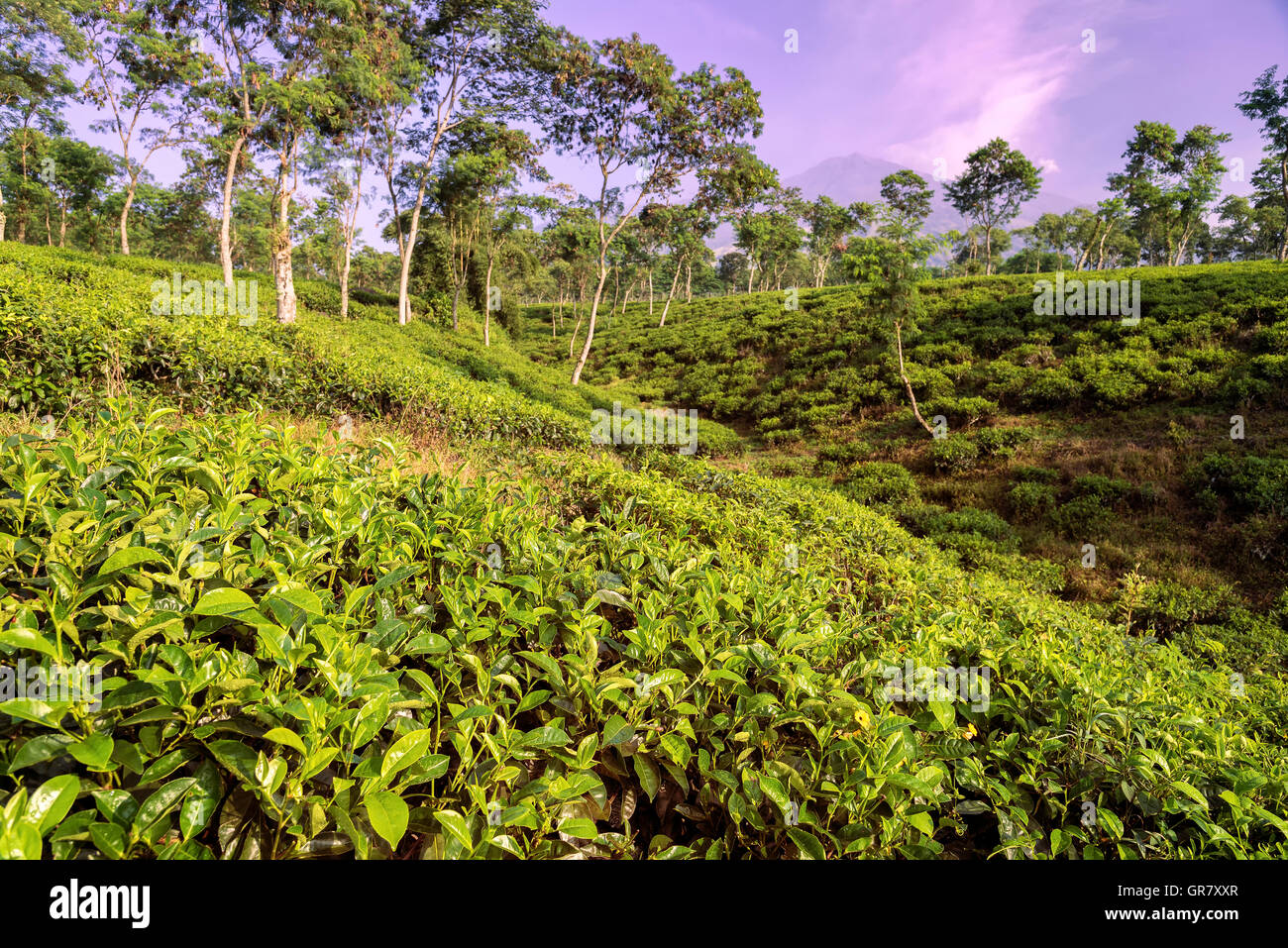 Indonesia tea production hi-res stock photography and images - Alamy