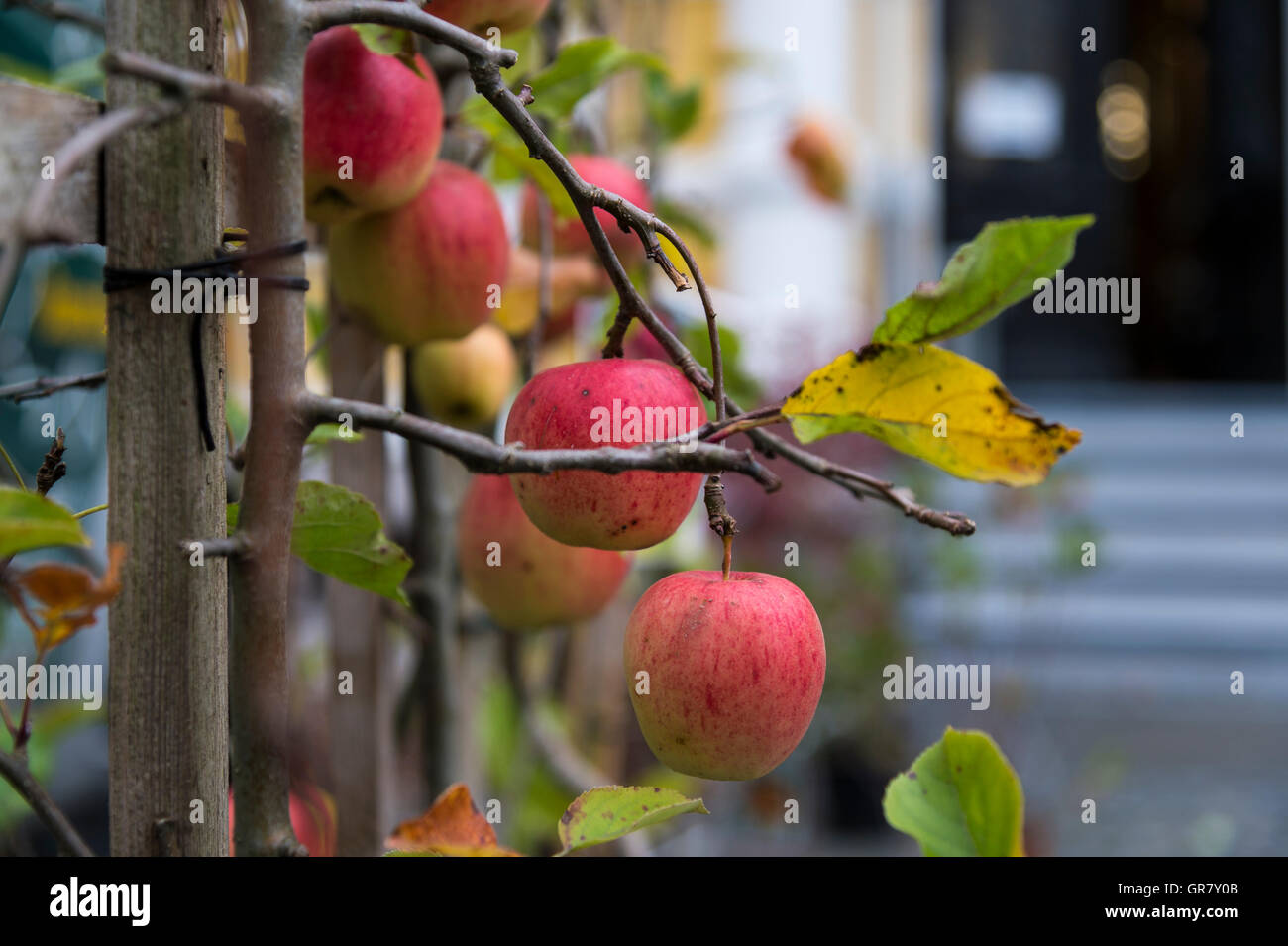 Gravensteiner hi-res stock photography and images - Alamy