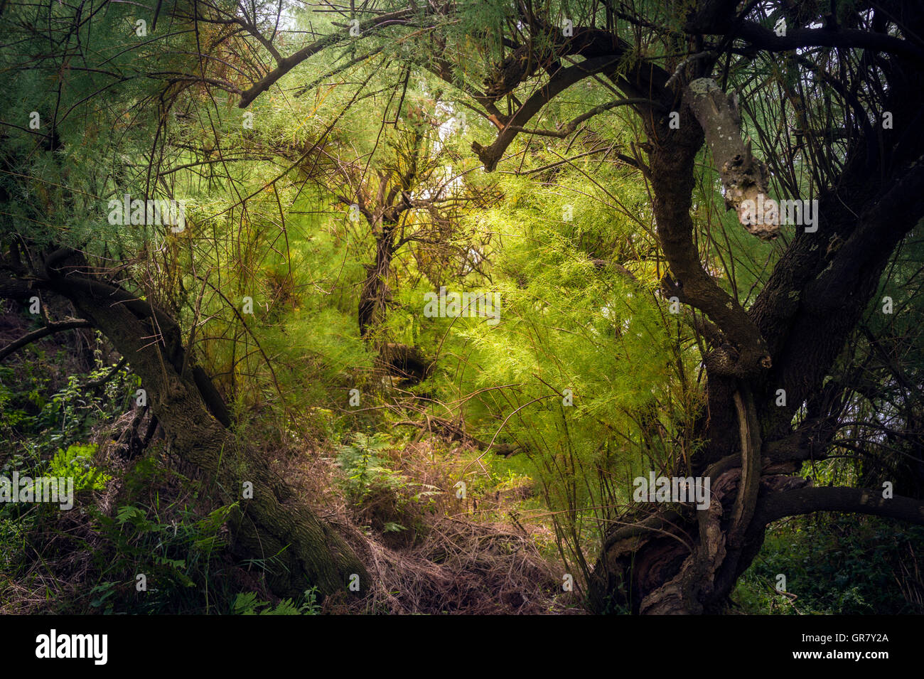 Forest In The Biosphere Reserve Of Lizard Point At The Southernmost Tip ...