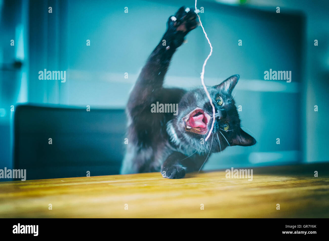 A Black Cat Sitting At The Table And Summarizes The Attack After A ...