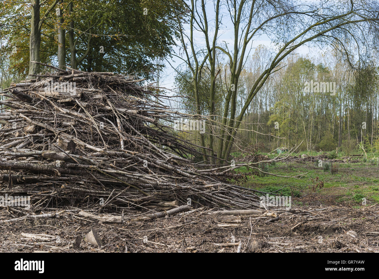 Stacked Branches After A Storm On The Forest Edge Stock Photo - Alamy