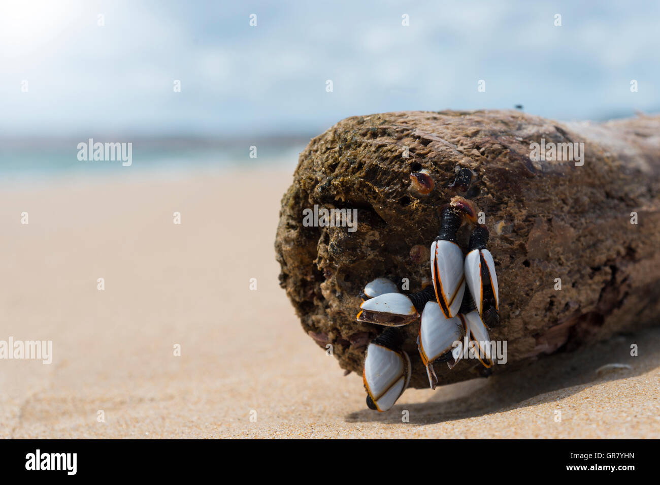 On A Wooden Post Colonizing Seashells Stock Photo - Alamy