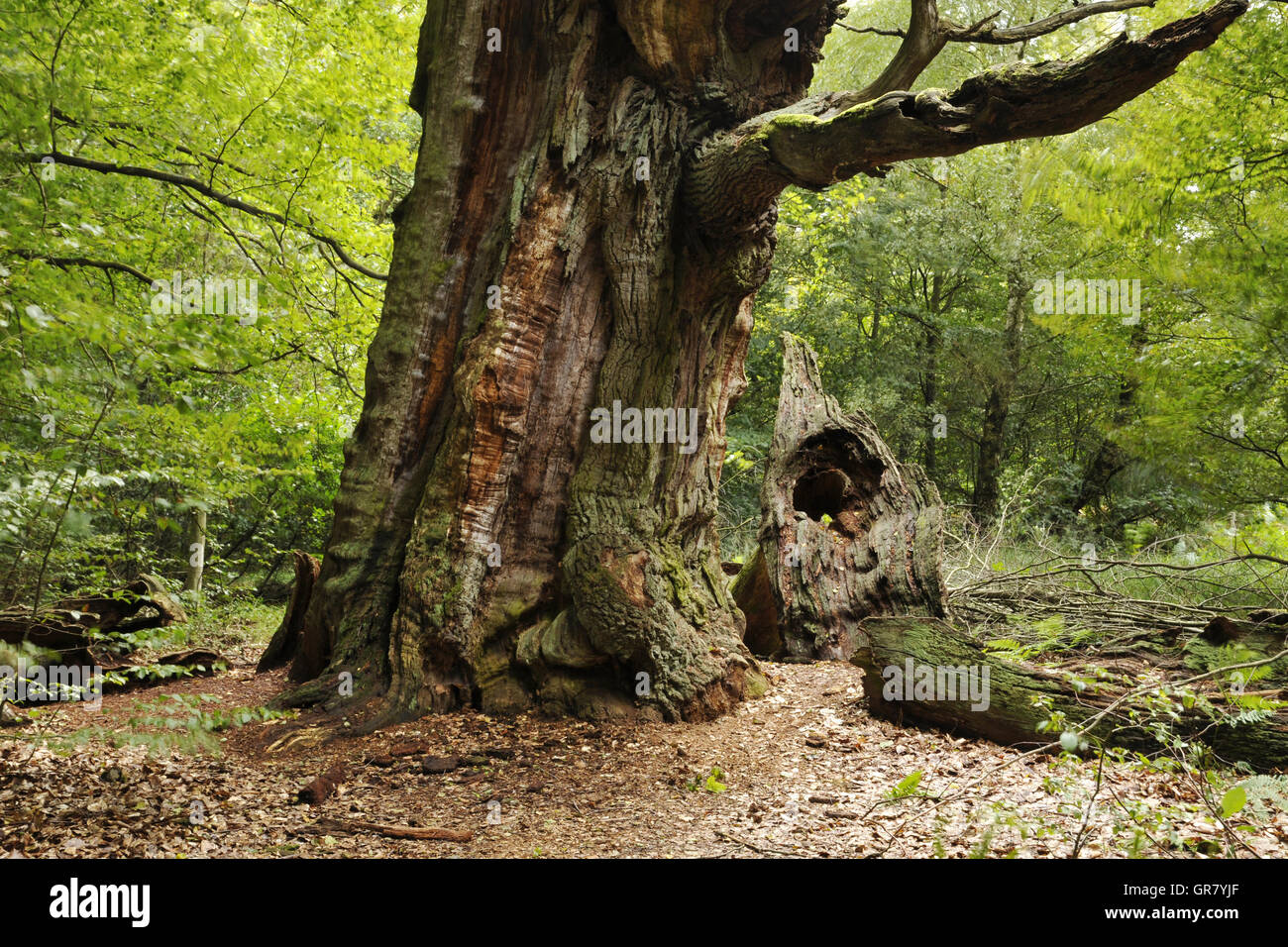 Oak tree trunk hi-res stock photography and images - Alamy