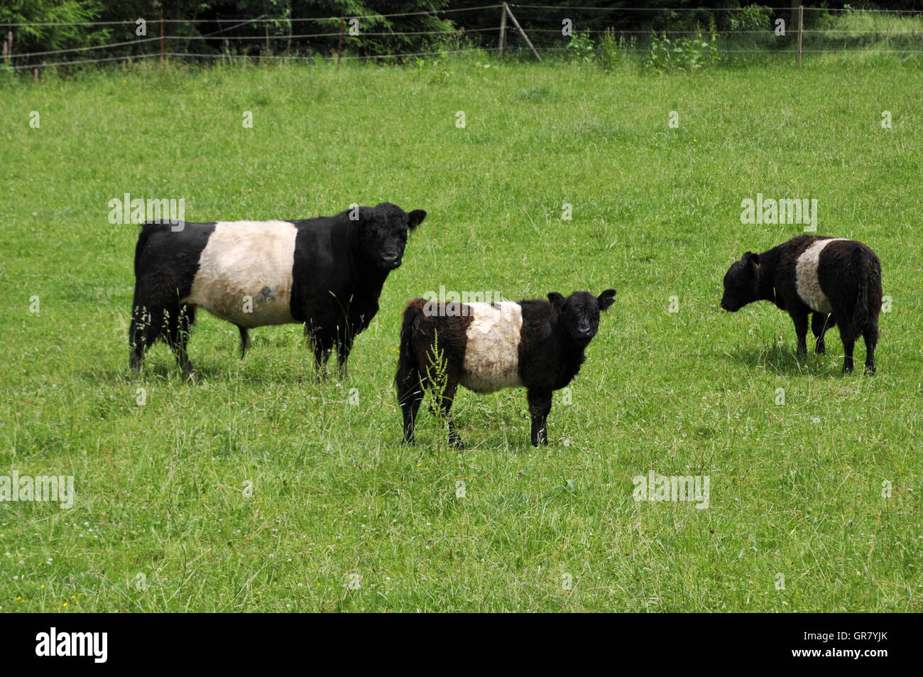 Belted galloways hi-res stock photography and images - Alamy