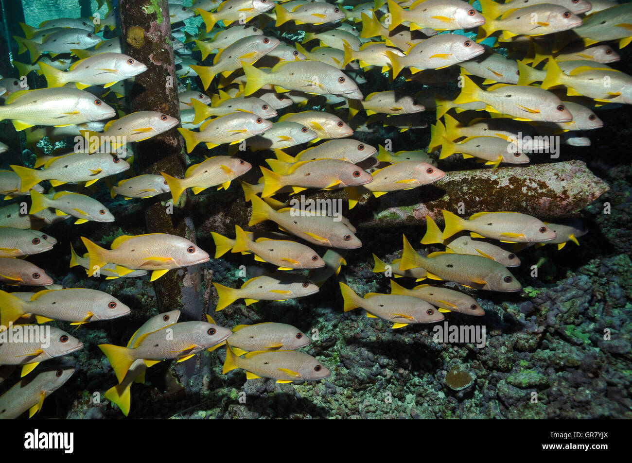 Swarm of snapper hi-res stock photography and images - Alamy