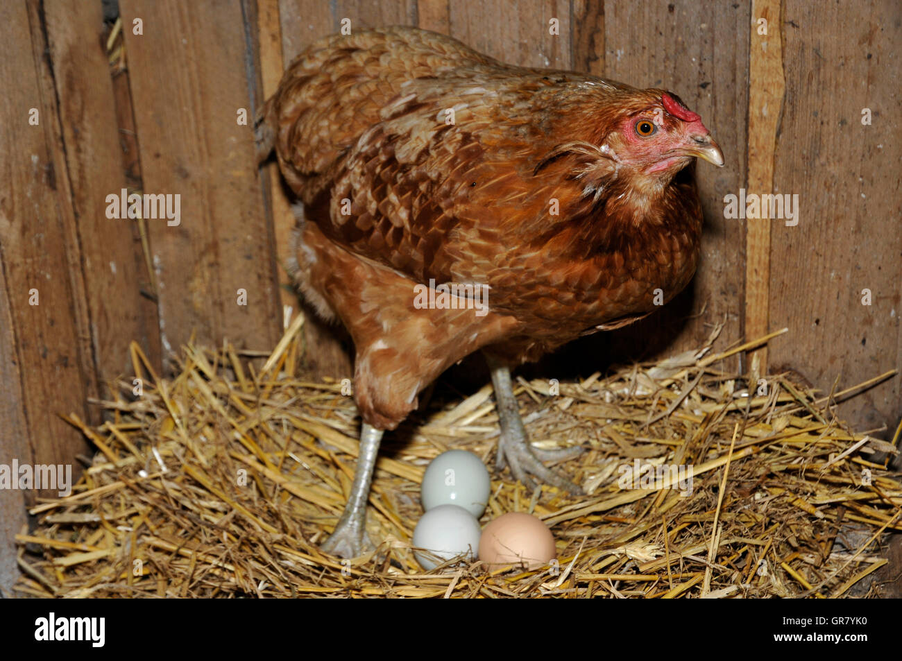 Hen house eggs hi-res stock photography and images - Alamy