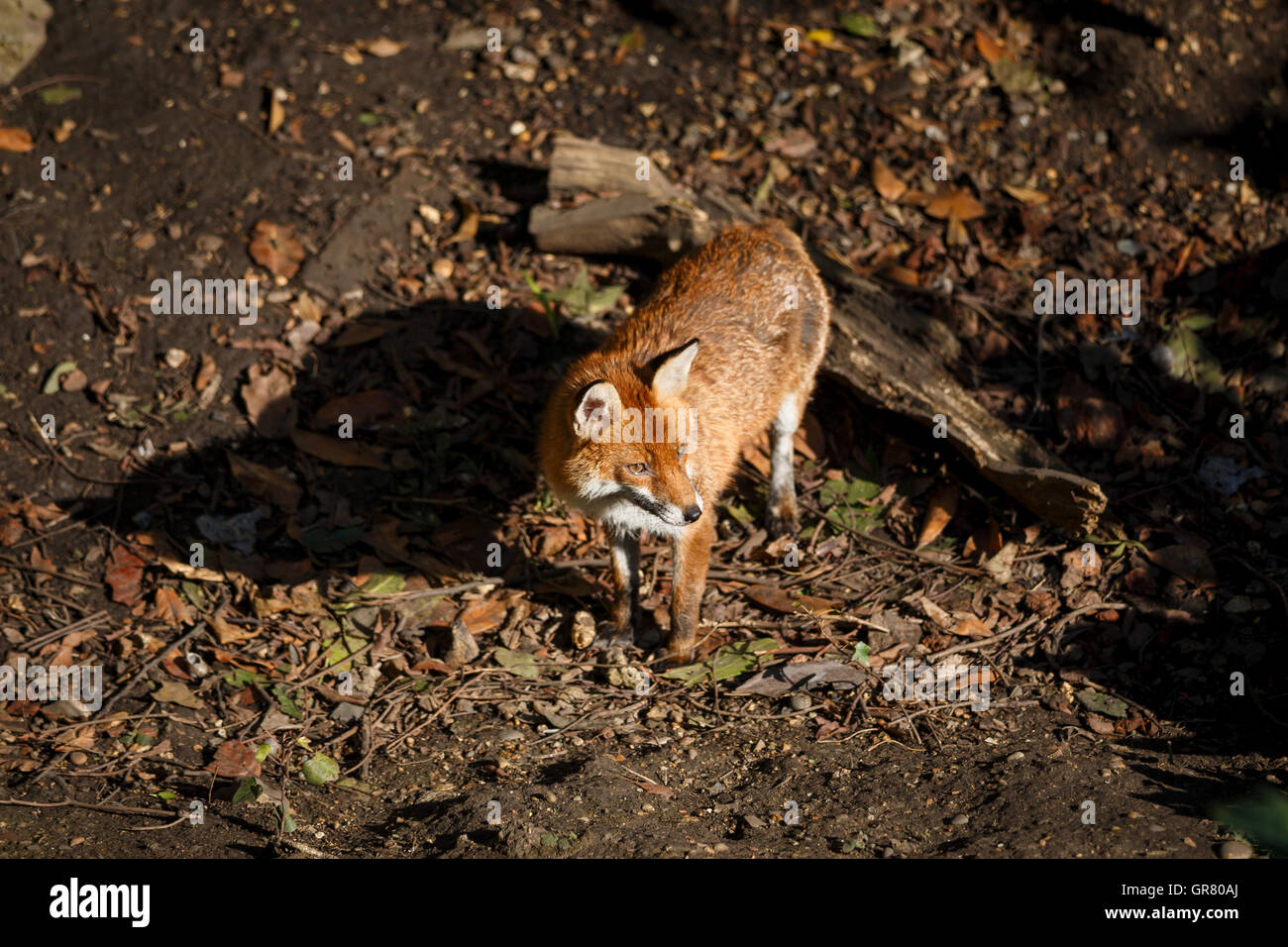 Female fox hi-res stock photography and images - Alamy
