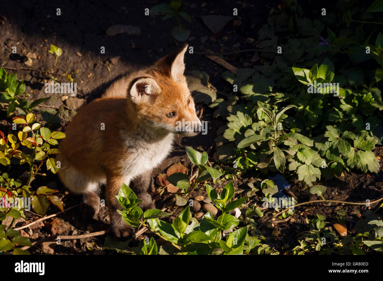Cute fox cubs with mother uk hi-res stock photography and images - Alamy