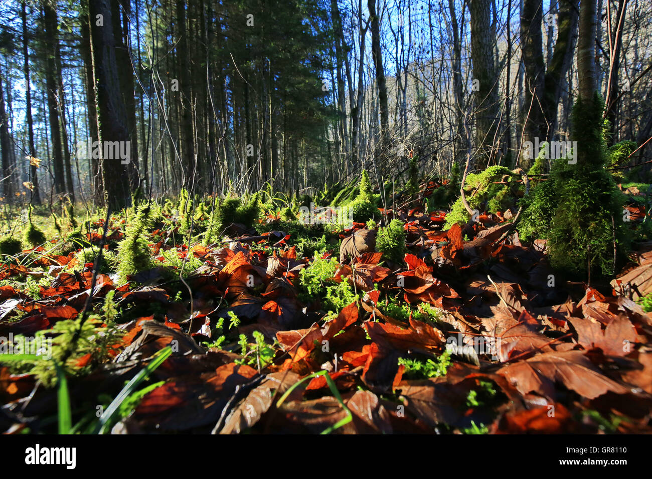Wet floor landscape hi-res stock photography and images - Alamy