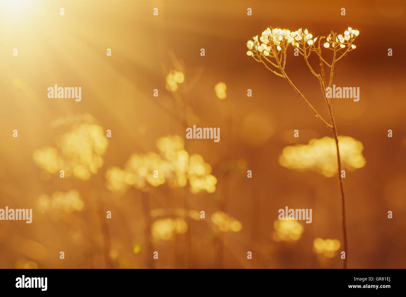 Autumn sunset plant Stock Photo - Alamy