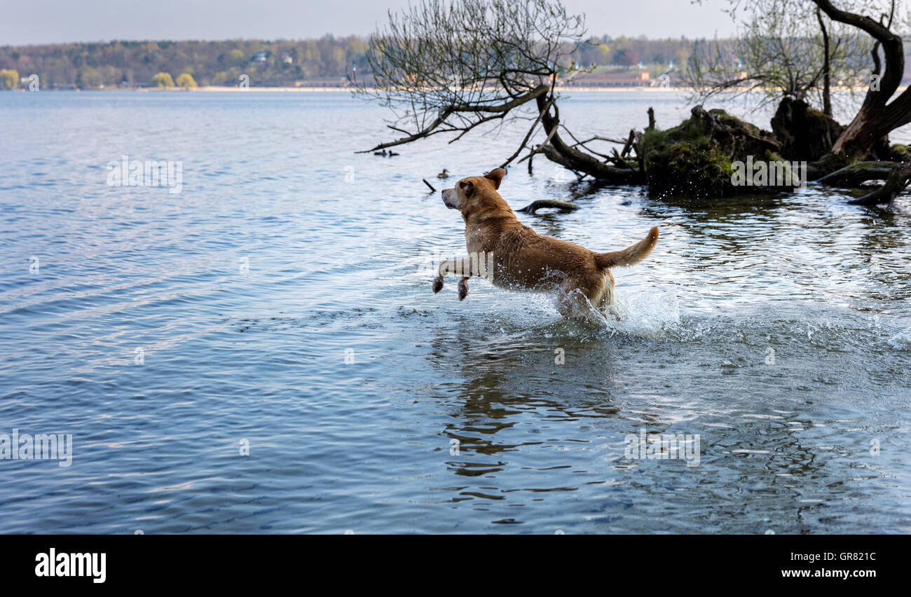 A Dog Jump In The Water Stock Photo - Alamy