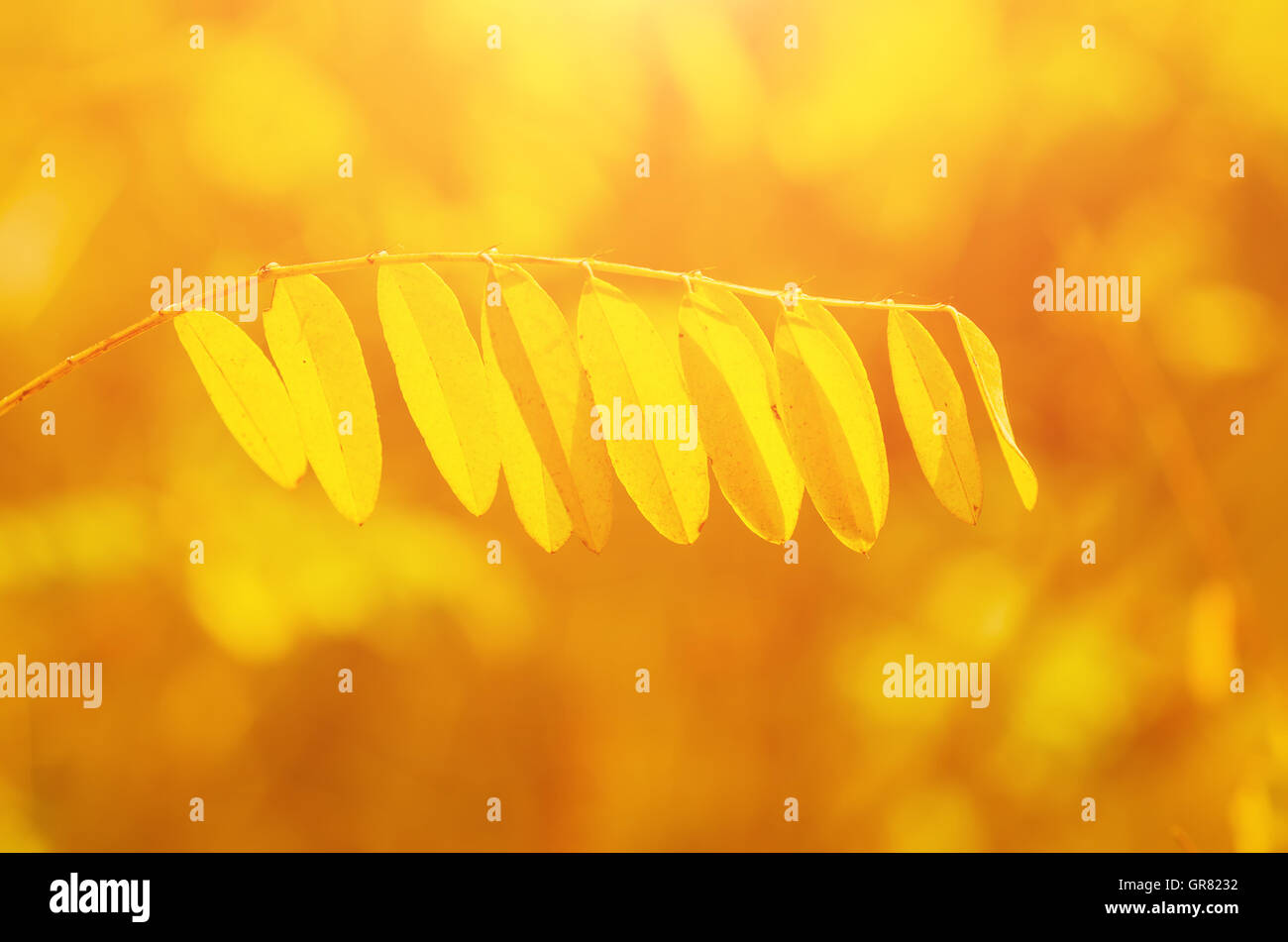 Autumn tree branch Stock Photo - Alamy