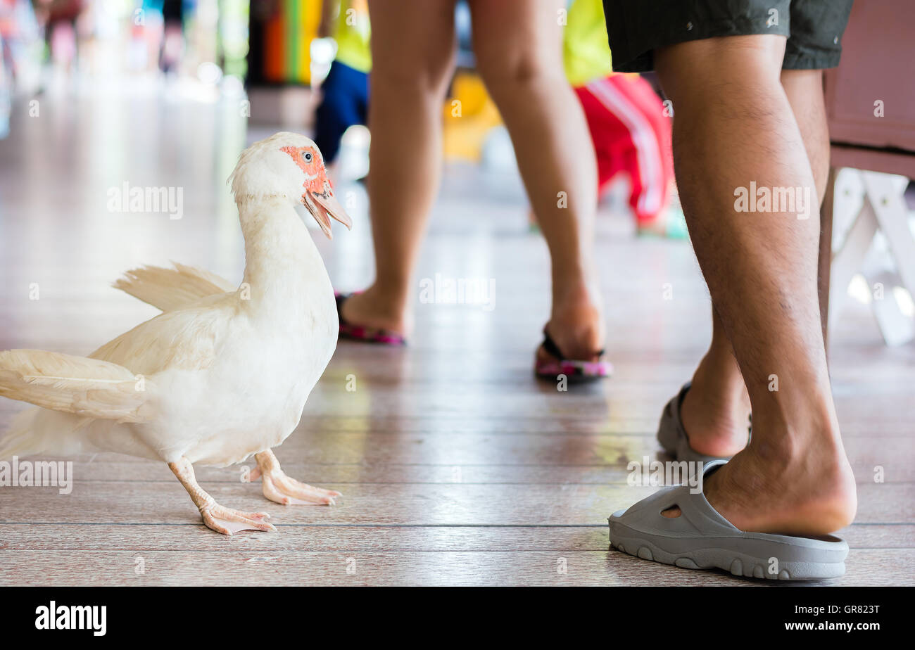 Duck is looking to the people leg Stock Photo - Alamy