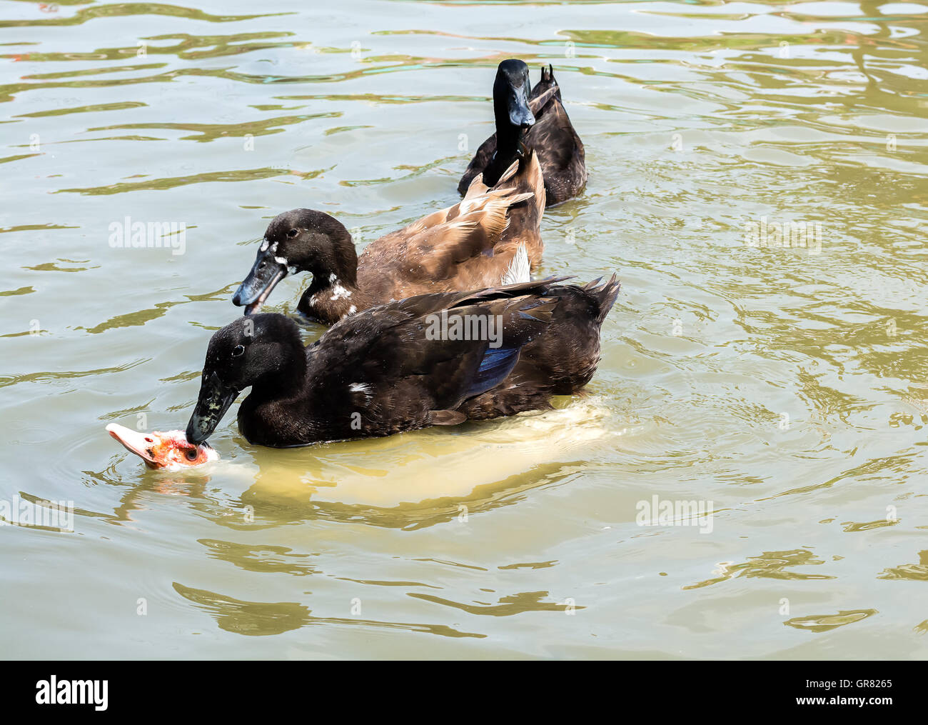 White ducks in water hi-res stock photography and images - Alamy