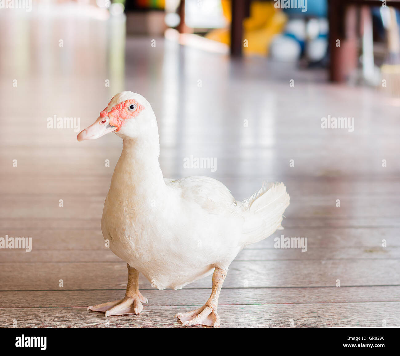Duck standing hi-res stock photography and images - Alamy