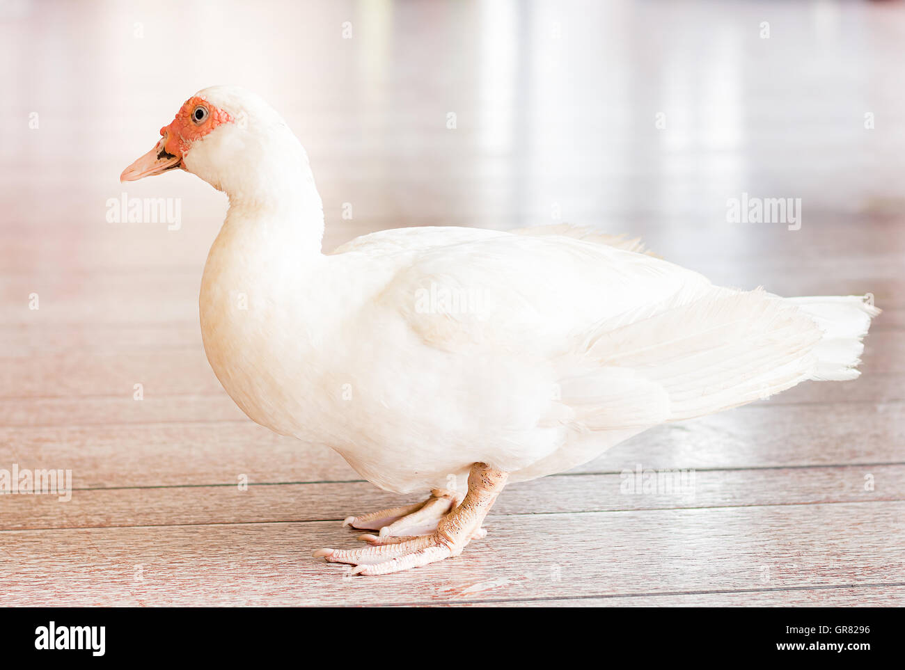 White duck standing on the wood Stock Photo - Alamy