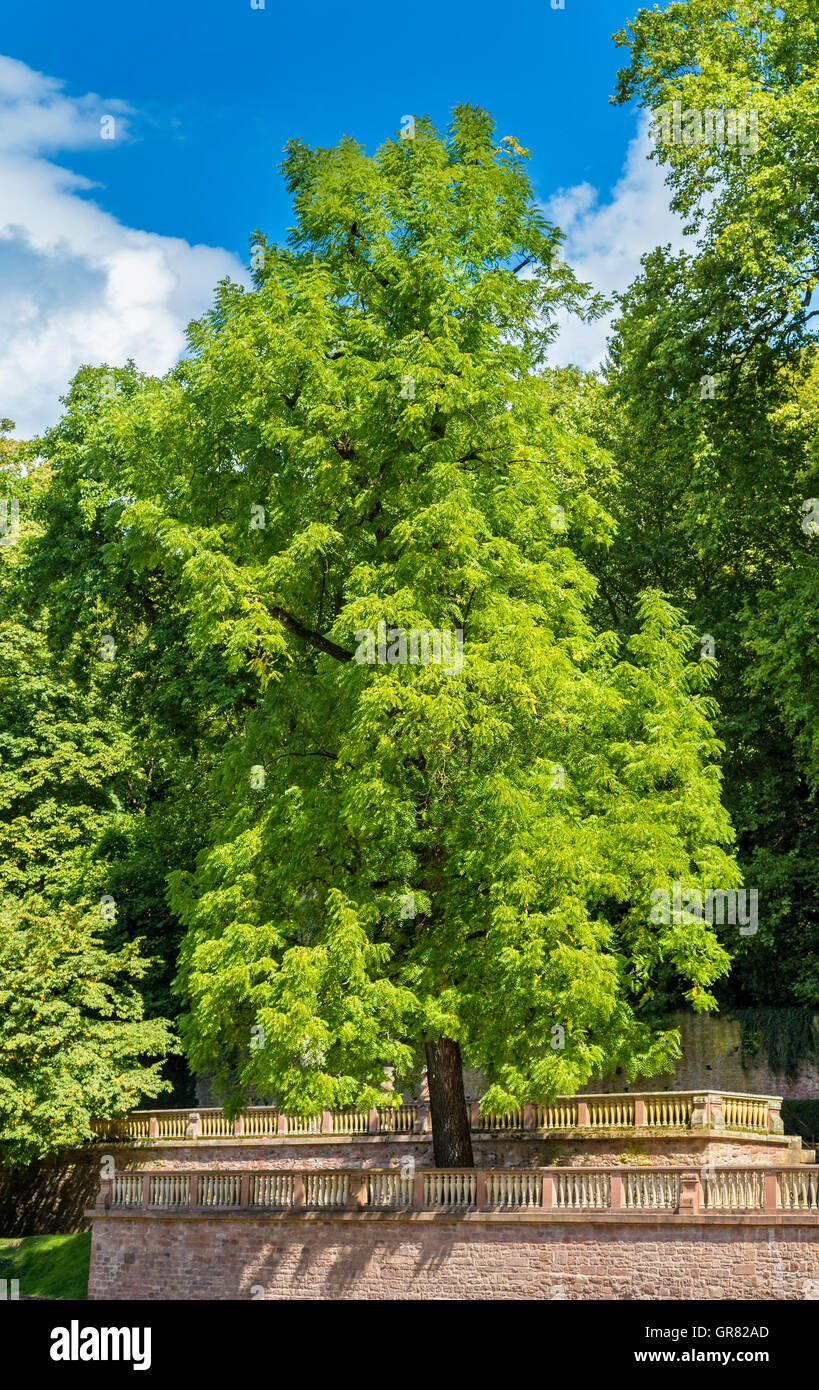 Only A Tree Stock Photo - Alamy