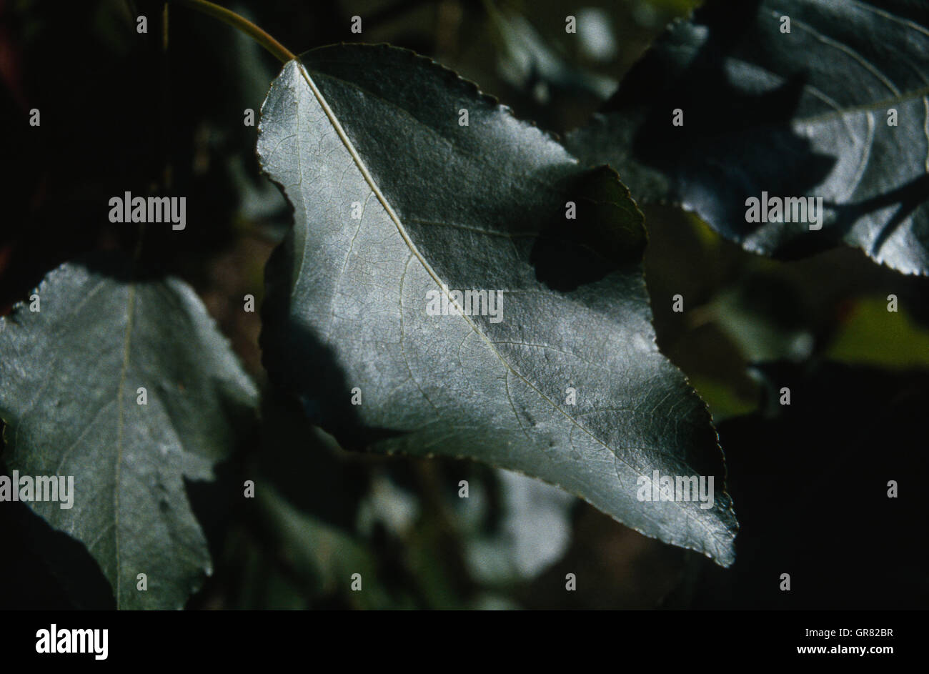 Laurel tree hi-res stock photography and images - Alamy