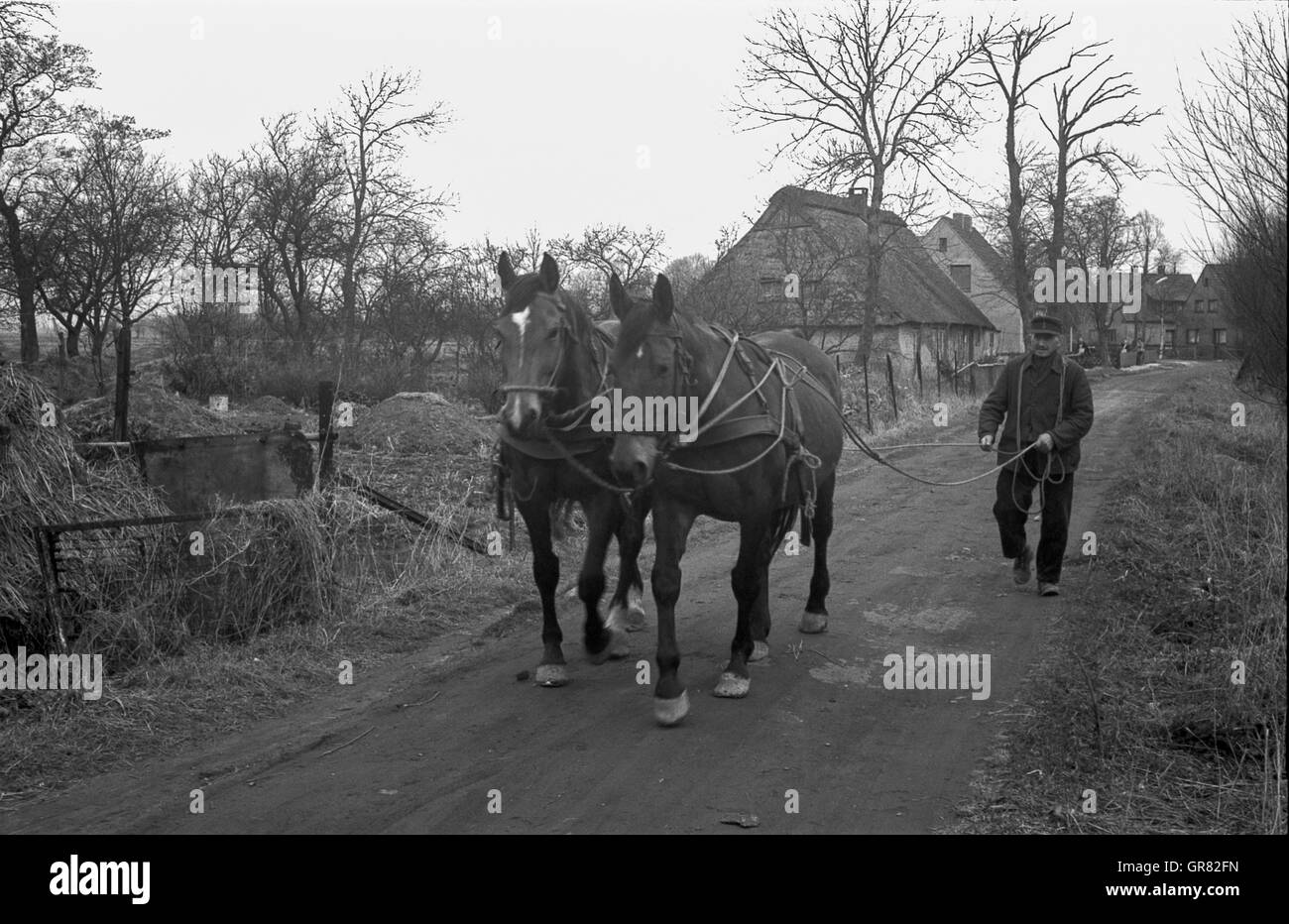 Historic farm animal Black and White Stock Photos & Images - Alamy