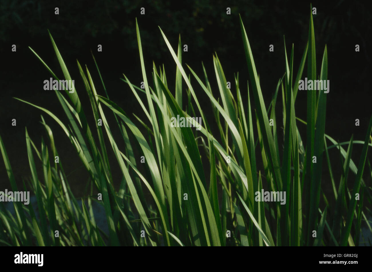 Reed colour hi-res stock photography and images - Alamy