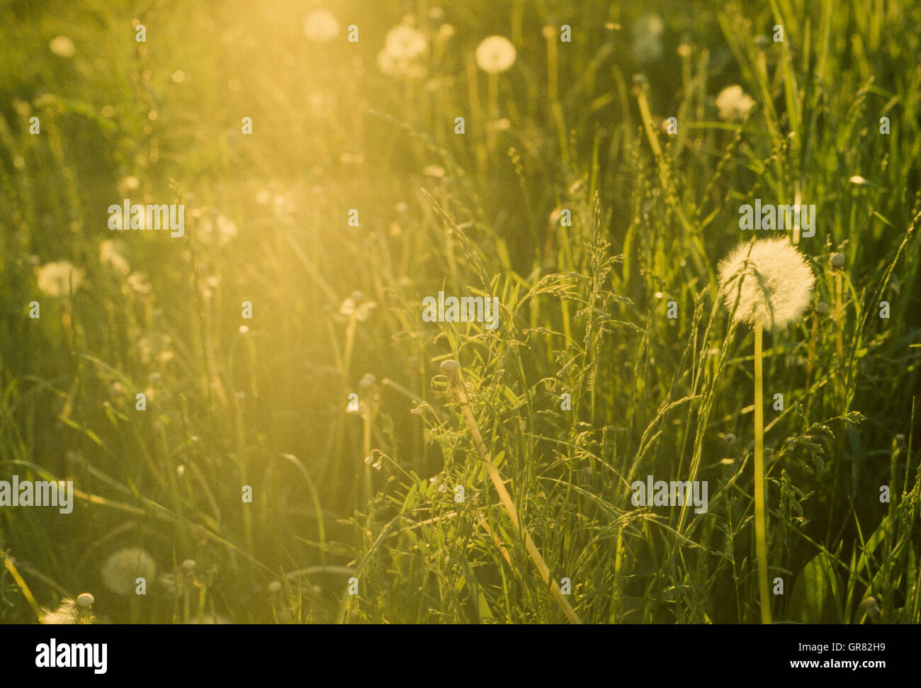Summer and grass hi-res stock photography and images - Alamy