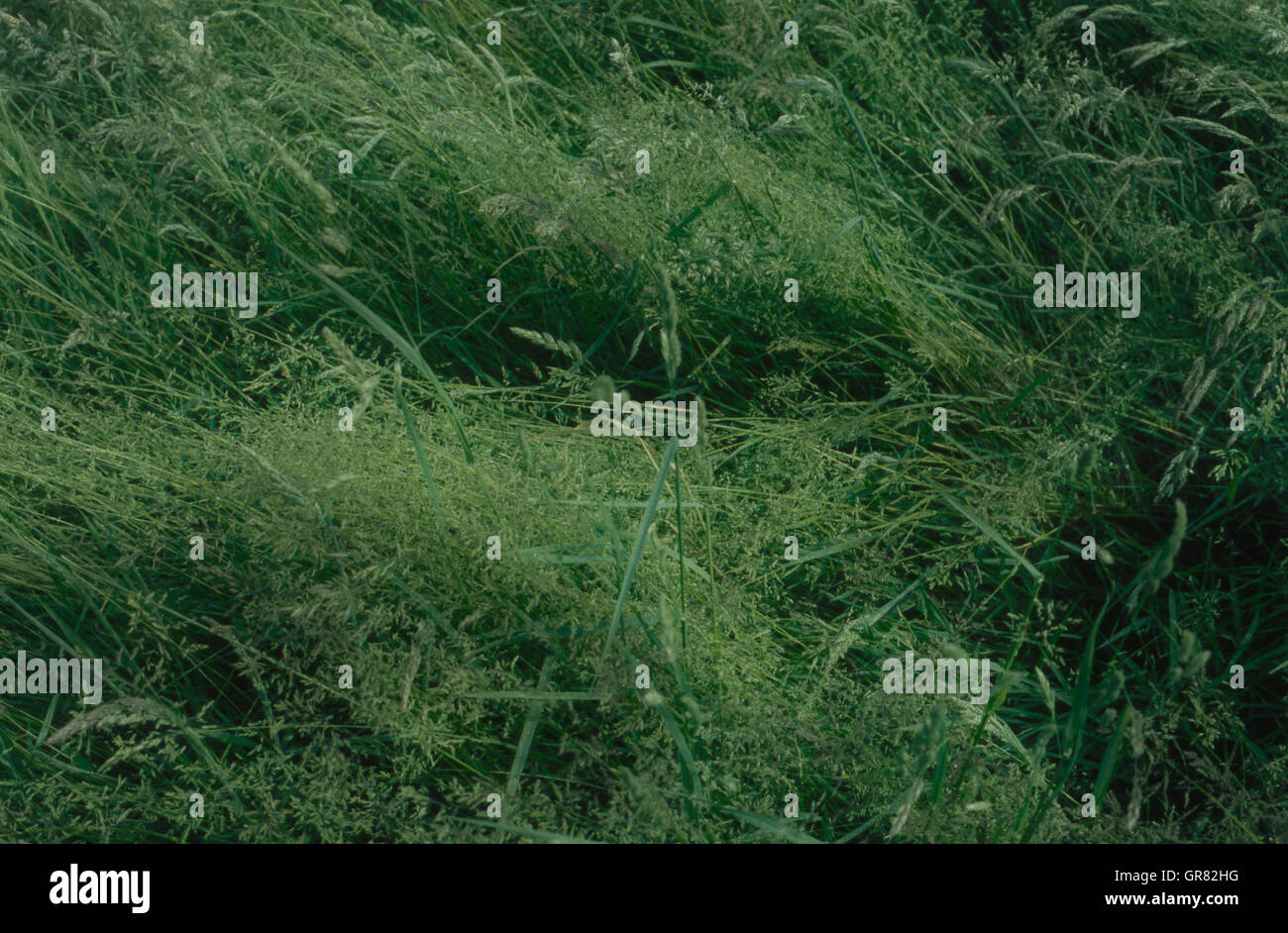 Summer grass hi-res stock photography and images - Alamy