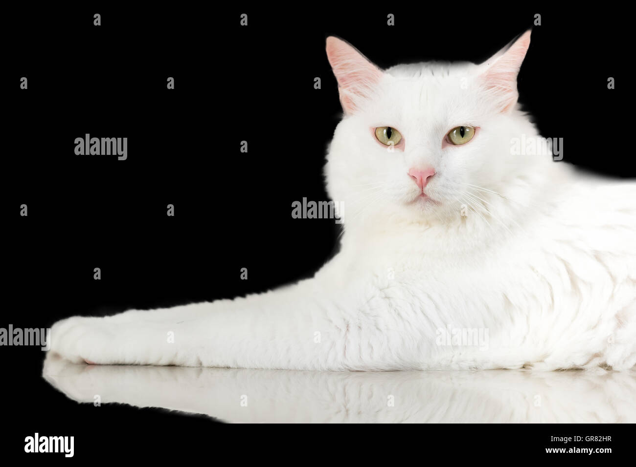 White cat is looking forward. Isolated on black background with copy ...