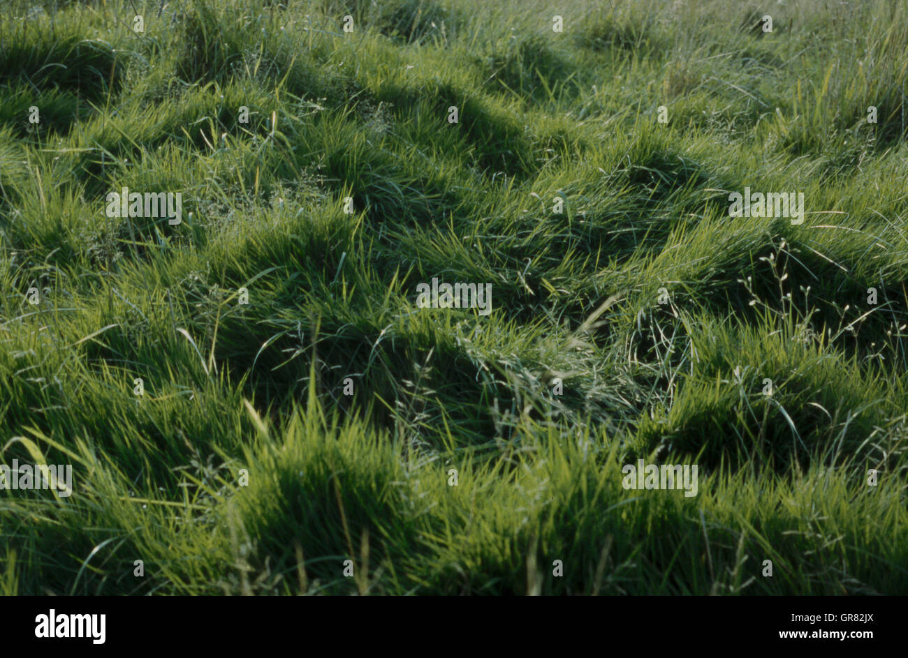 Grass shapes hi-res stock photography and images - Alamy