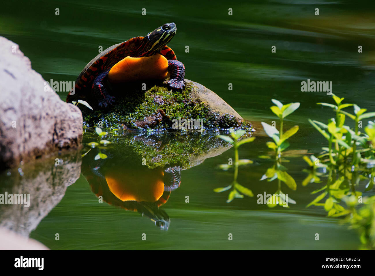 Turtle reflecting pool Stock Photo - Alamy