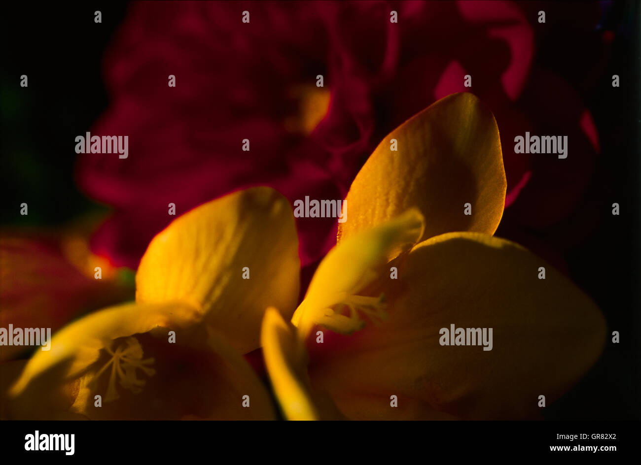 Bloom shapes hi-res stock photography and images - Alamy