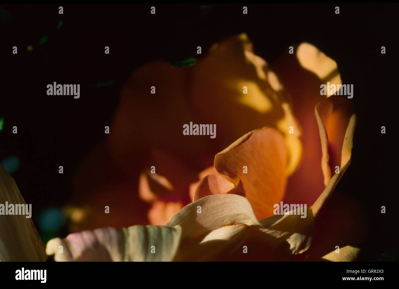 Bloom shapes hi-res stock photography and images - Alamy
