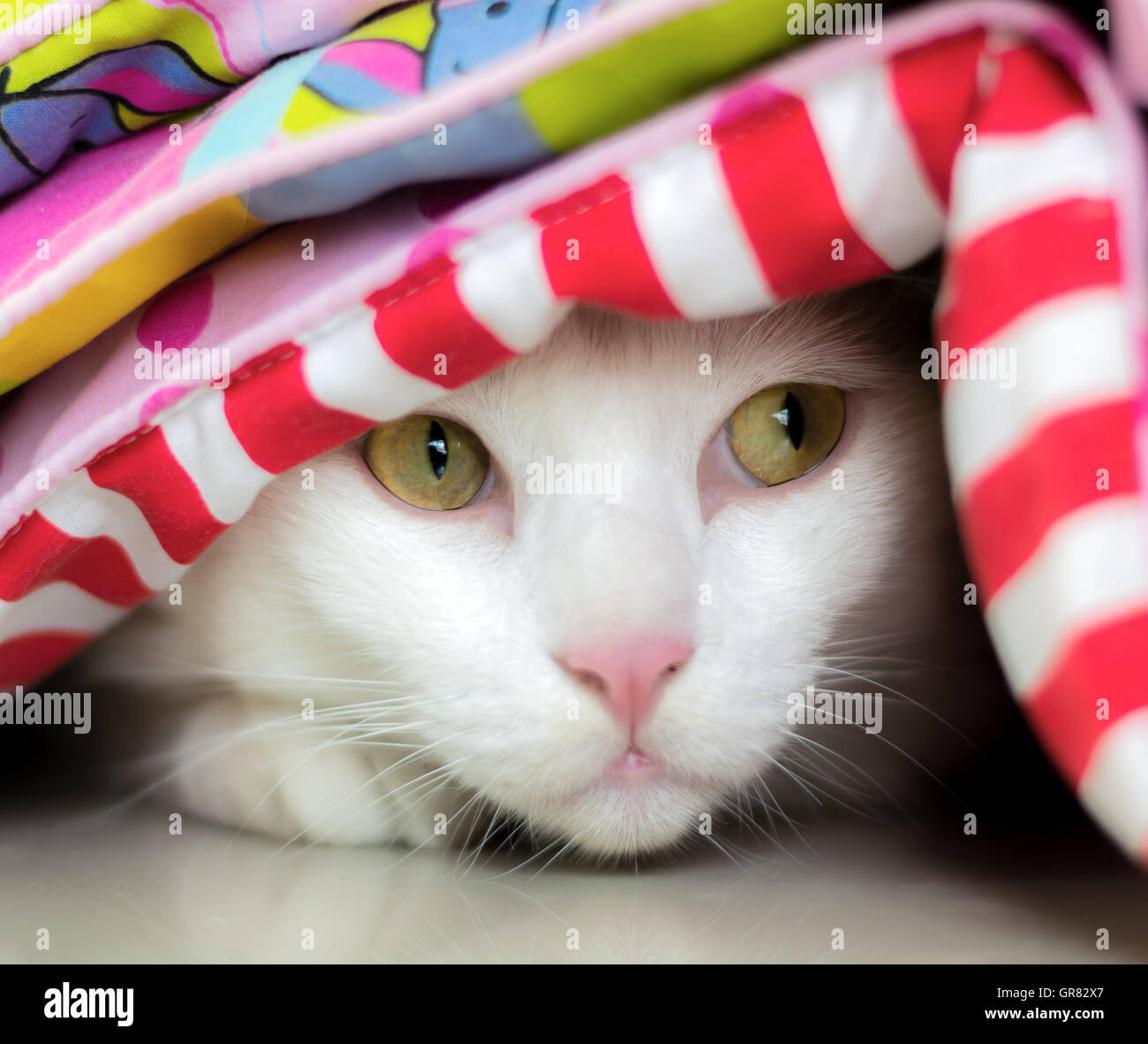 Cat looking right hi-res stock photography and images - Alamy