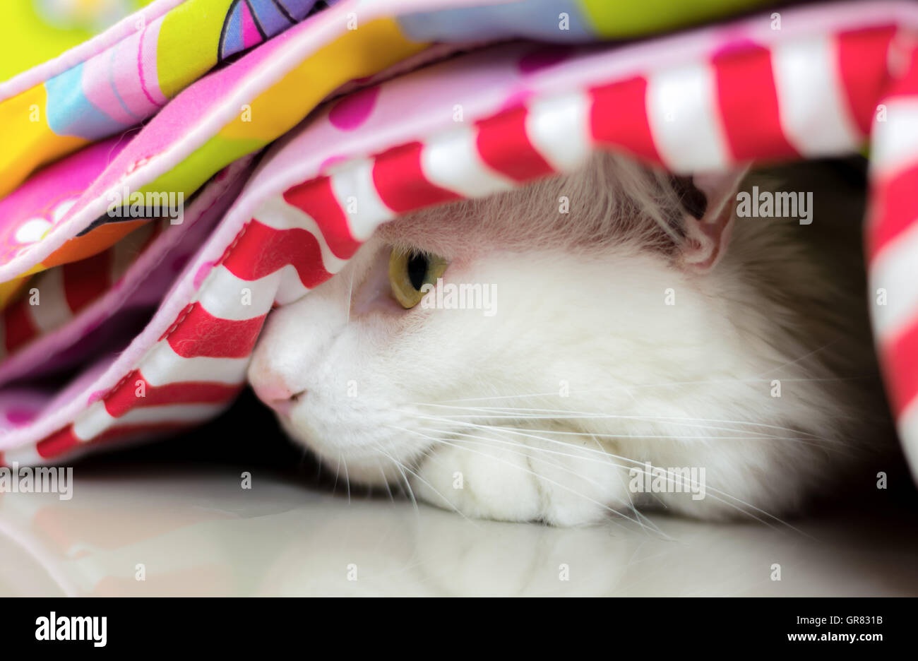 White cat is looking to the left side Stock Photo - Alamy