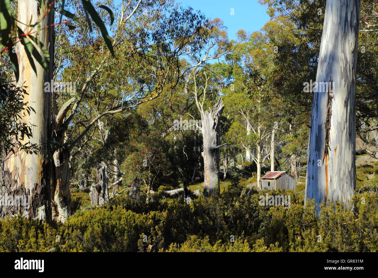 A wooden hut among the Australian bush at the Steppes in the heart of ...
