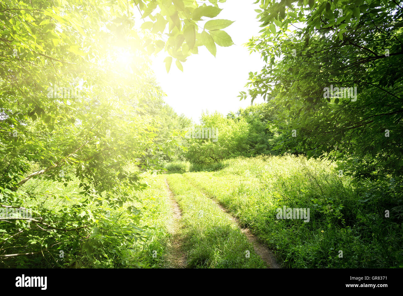 Path to the sun in green forest Stock Photo - Alamy