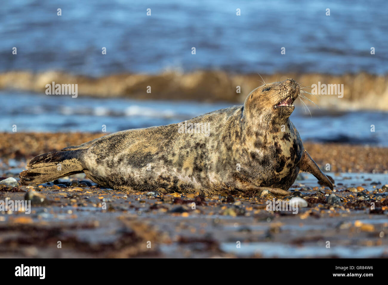 Atlantic Grey Seal Stock Photo - Alamy