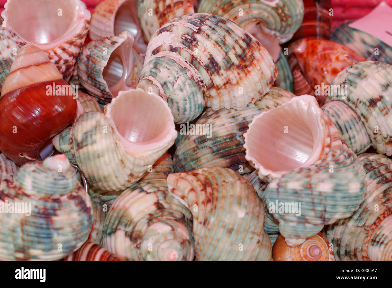 Snail shells hi-res stock photography and images - Alamy