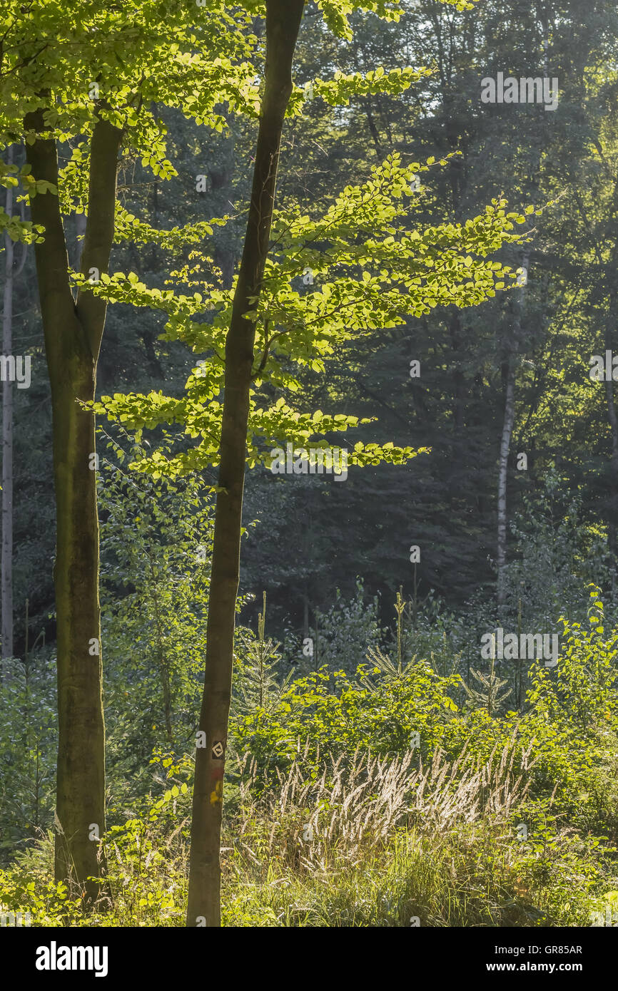 Deciduous Broad Leaved Forest _ Temperate Broadleaf Forest – KRCTV