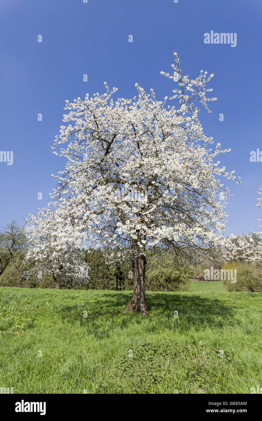 Apple Tree In Spring, Holperdorp, Germany Stock Photo - Alamy
