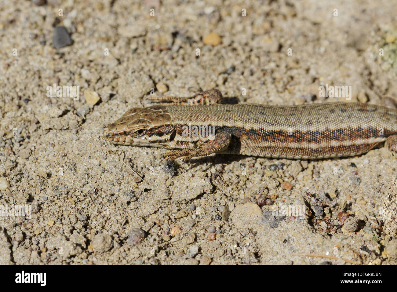Common Wall Lizard From Germany High Resolution Stock Photography and ...