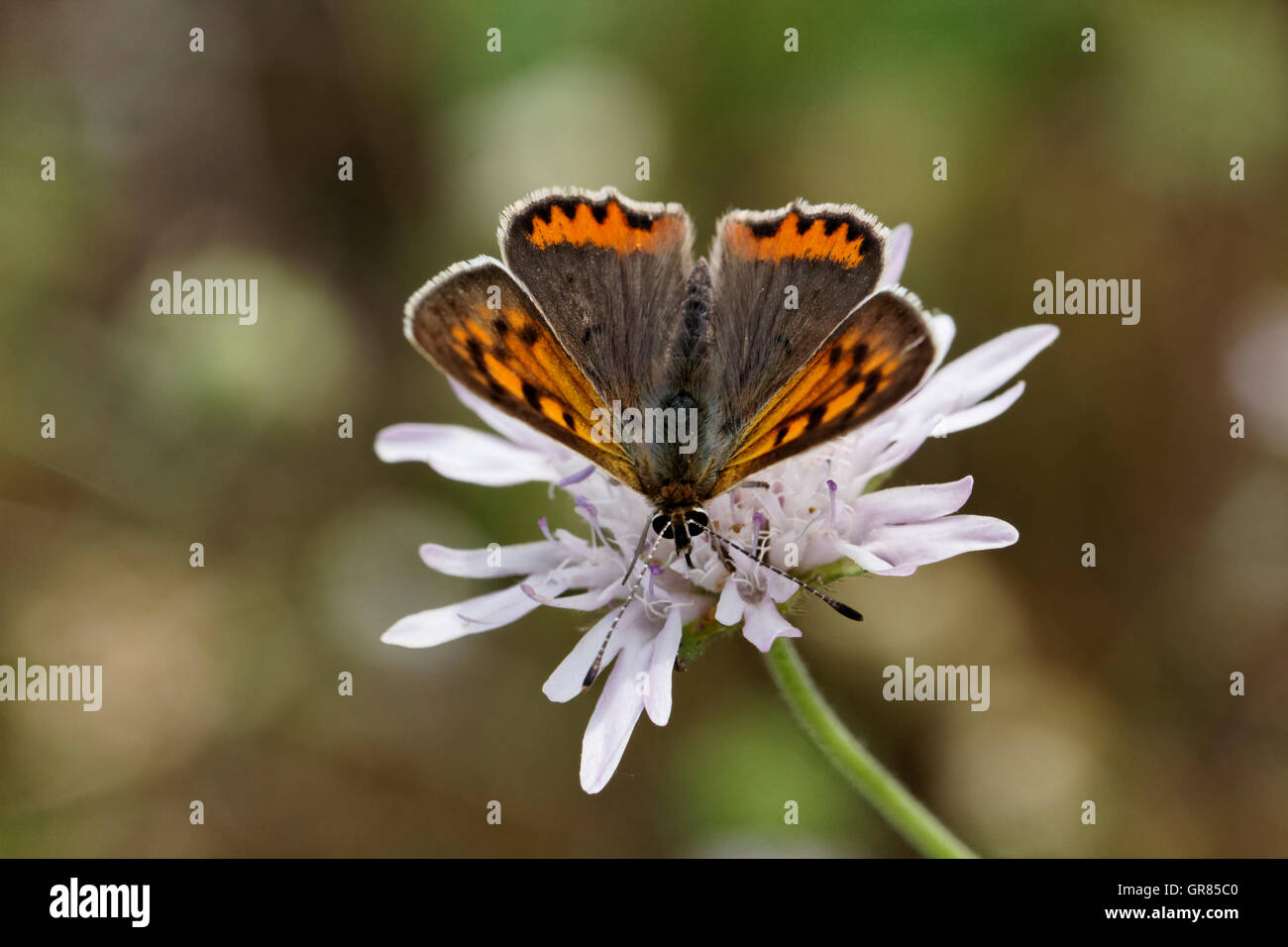 Lycaena Phlaeas, Small Copper, American Copper, Common Copper Stock ...