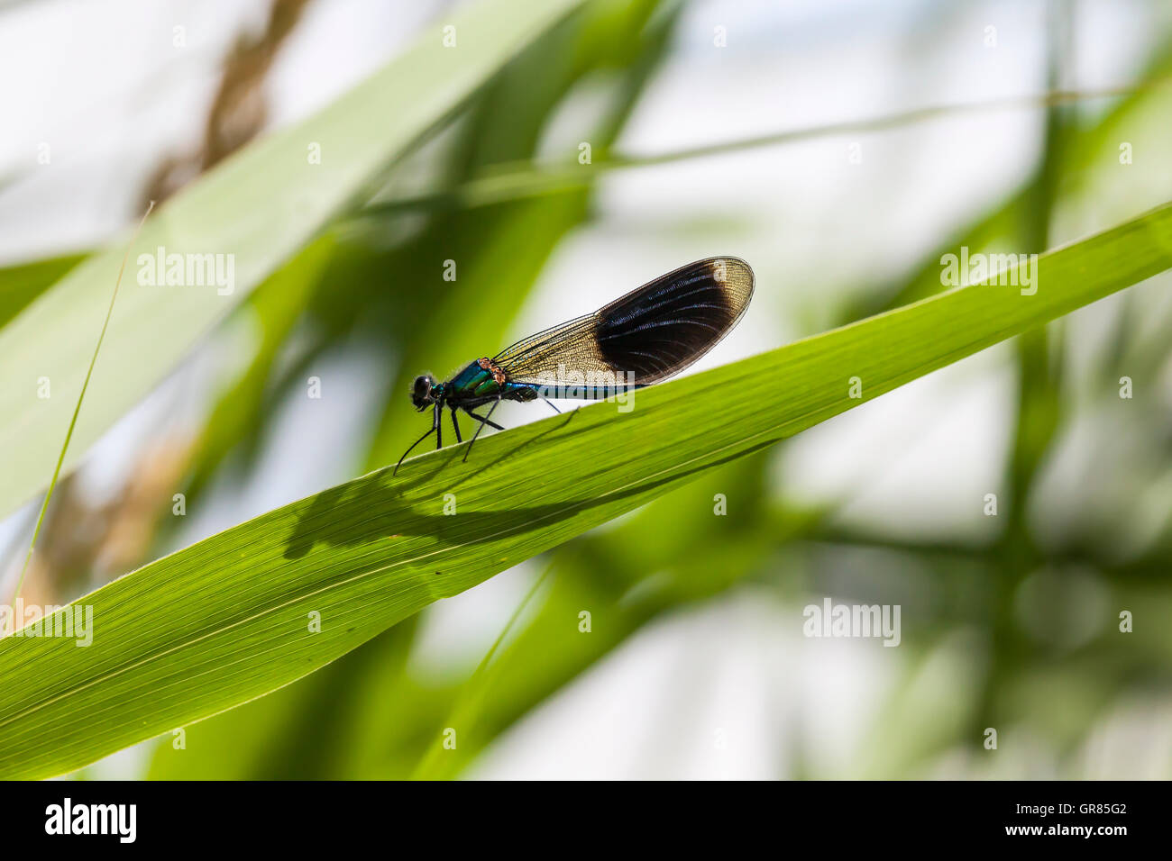German dragonflies hi-res stock photography and images - Alamy