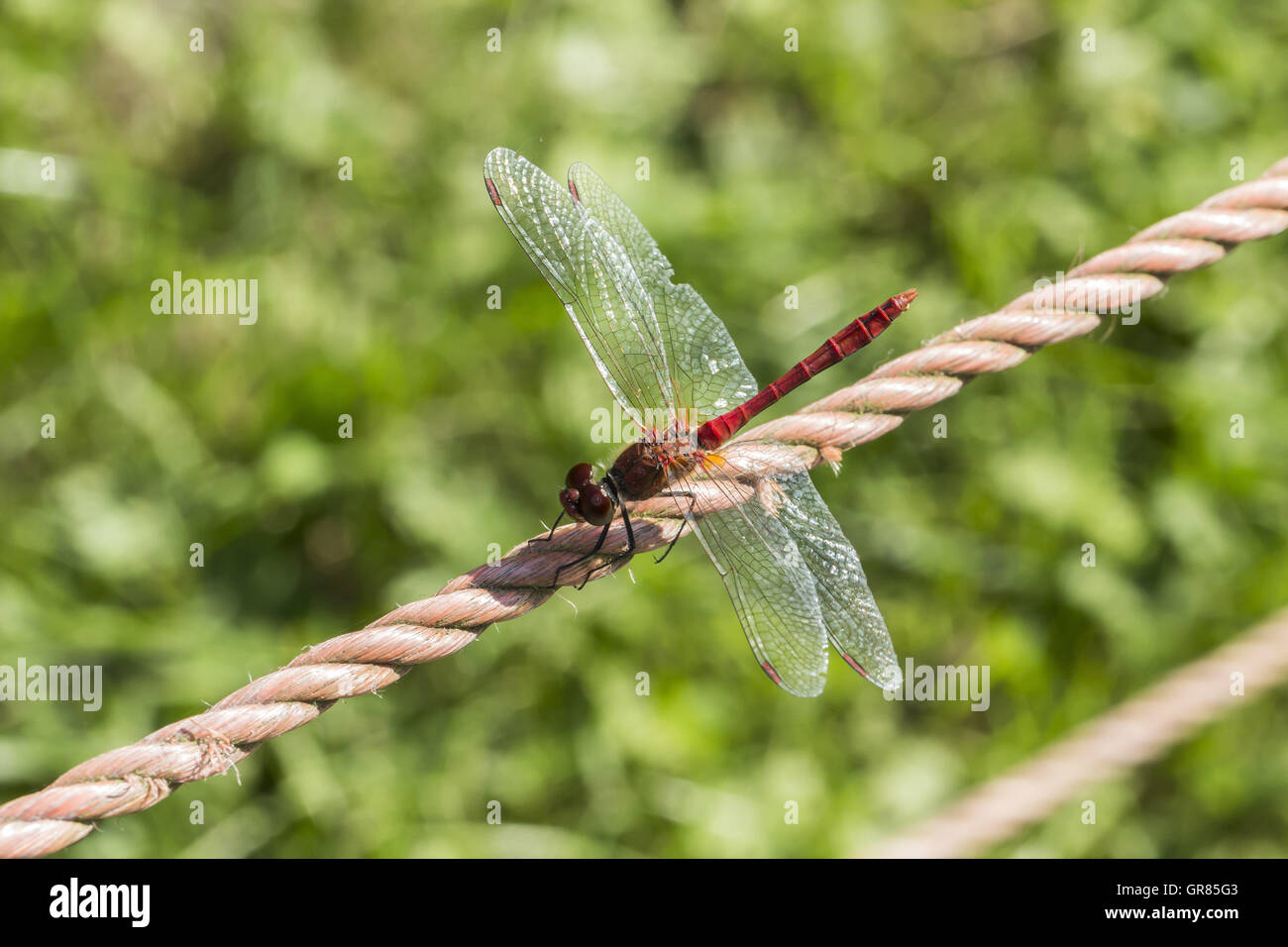 German dragonflies hi-res stock photography and images - Alamy