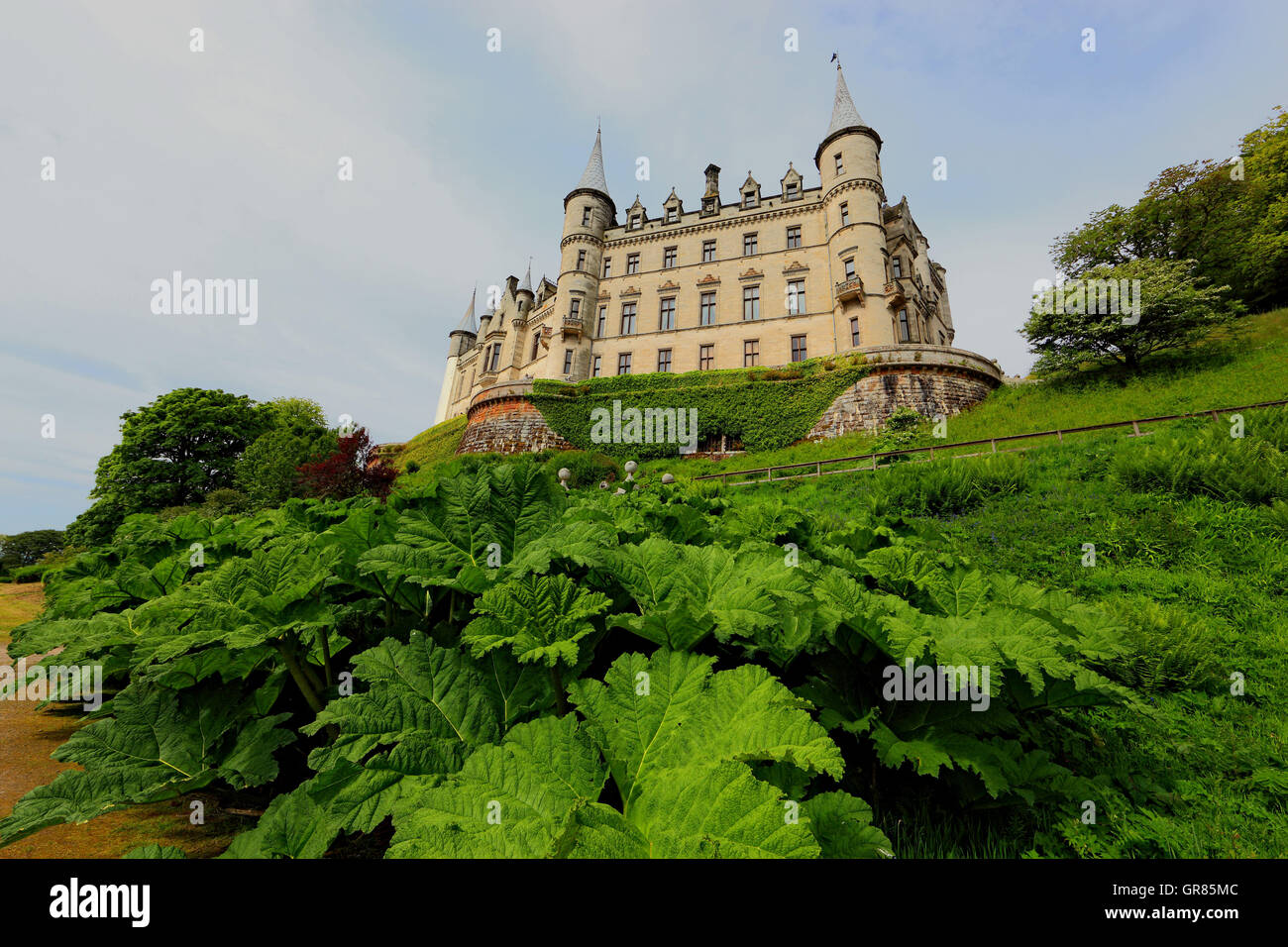 Secular plants hi-res stock photography and images - Alamy