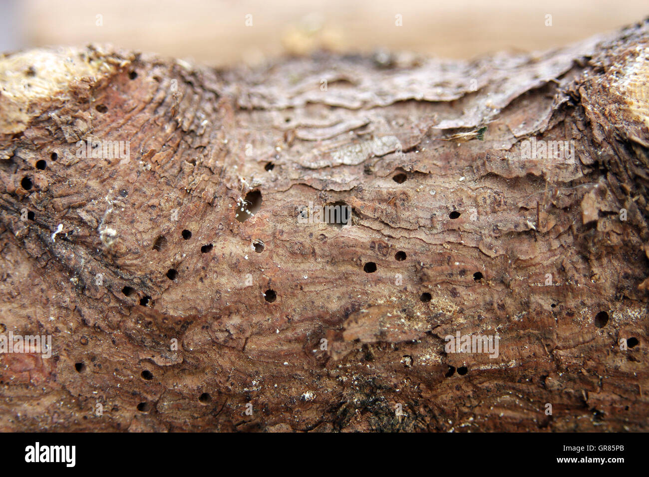 Woodworm infestation hi-res stock photography and images - Alamy